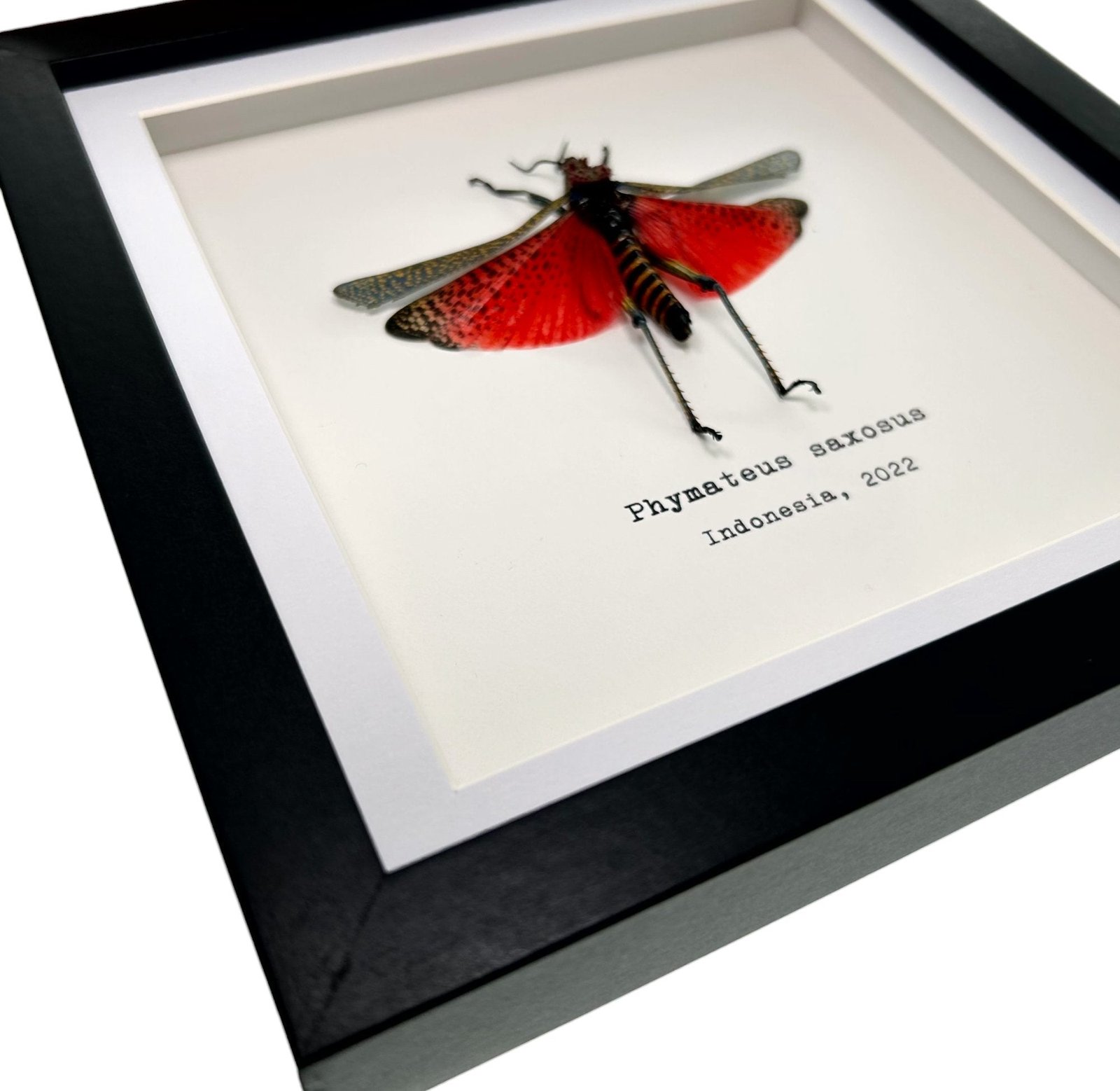 Rainbow Milkweed Locust Frame (Phymateus saxosus)