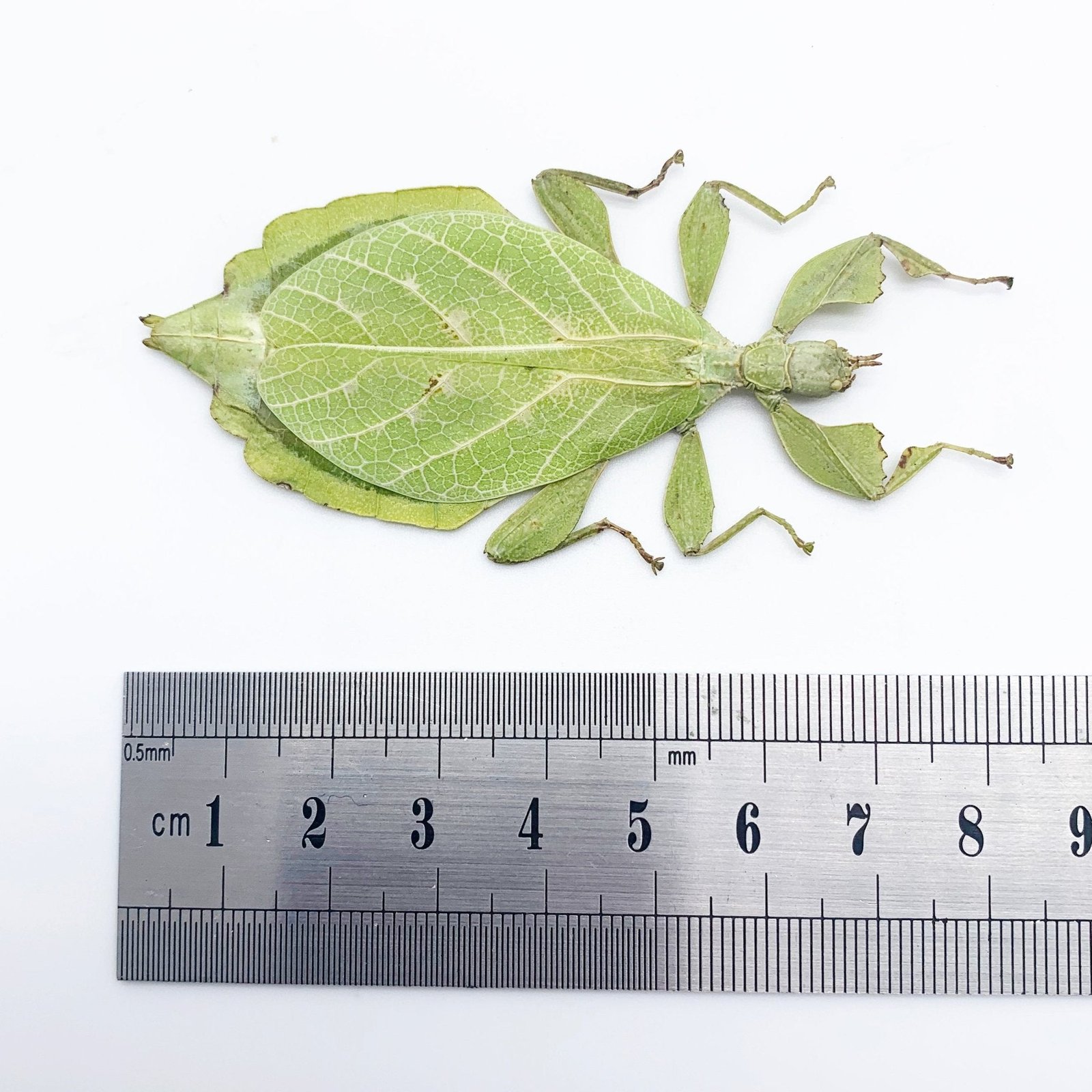 Rare Green Gray's Leaf Insect Phyllium jacobsoni (F)