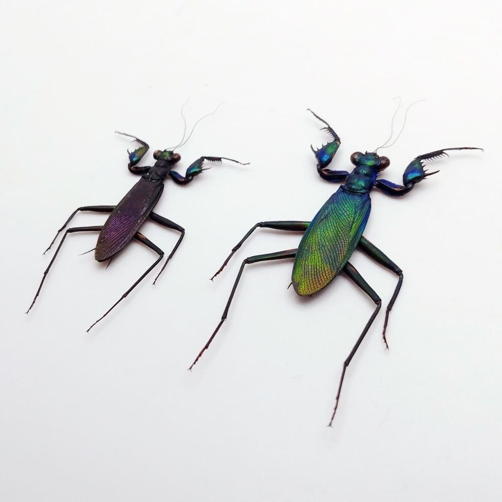 Rare Metallic Praying Mantis (Metallyticus Splendidus) (Pair)