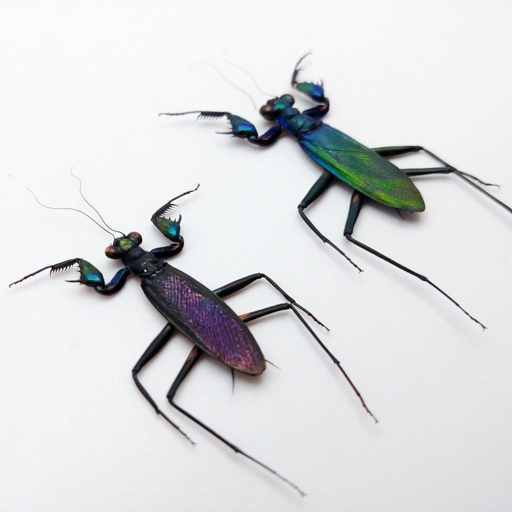 Rare Metallic Praying Mantis (Metallyticus Splendidus) (Pair)