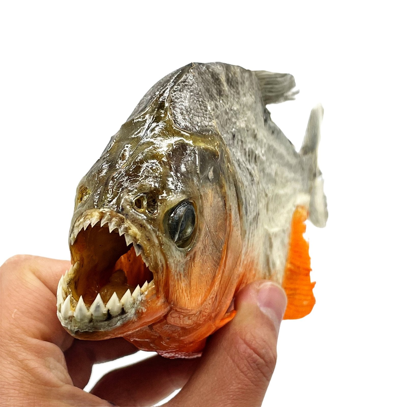 Real Red Bellied Predator Piranha From Peruvian Amazon Pygocentrus ...