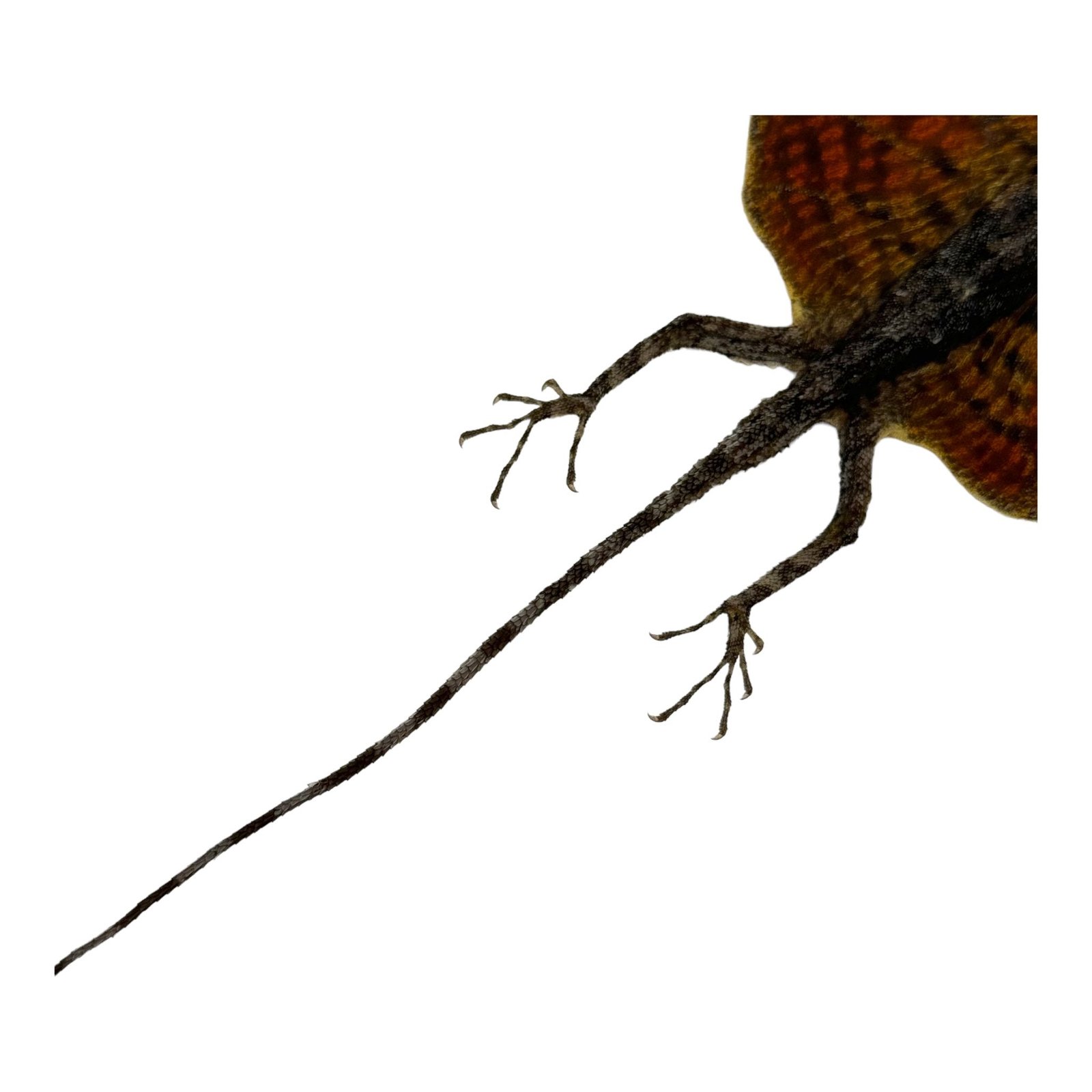 RED Draco Flying Lizard