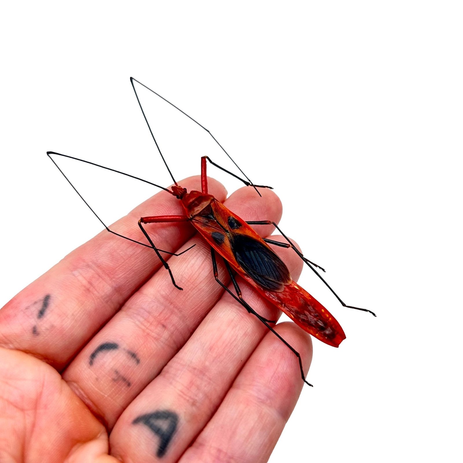 Red Ghoul Face Stink Bug (Lohita grandis)