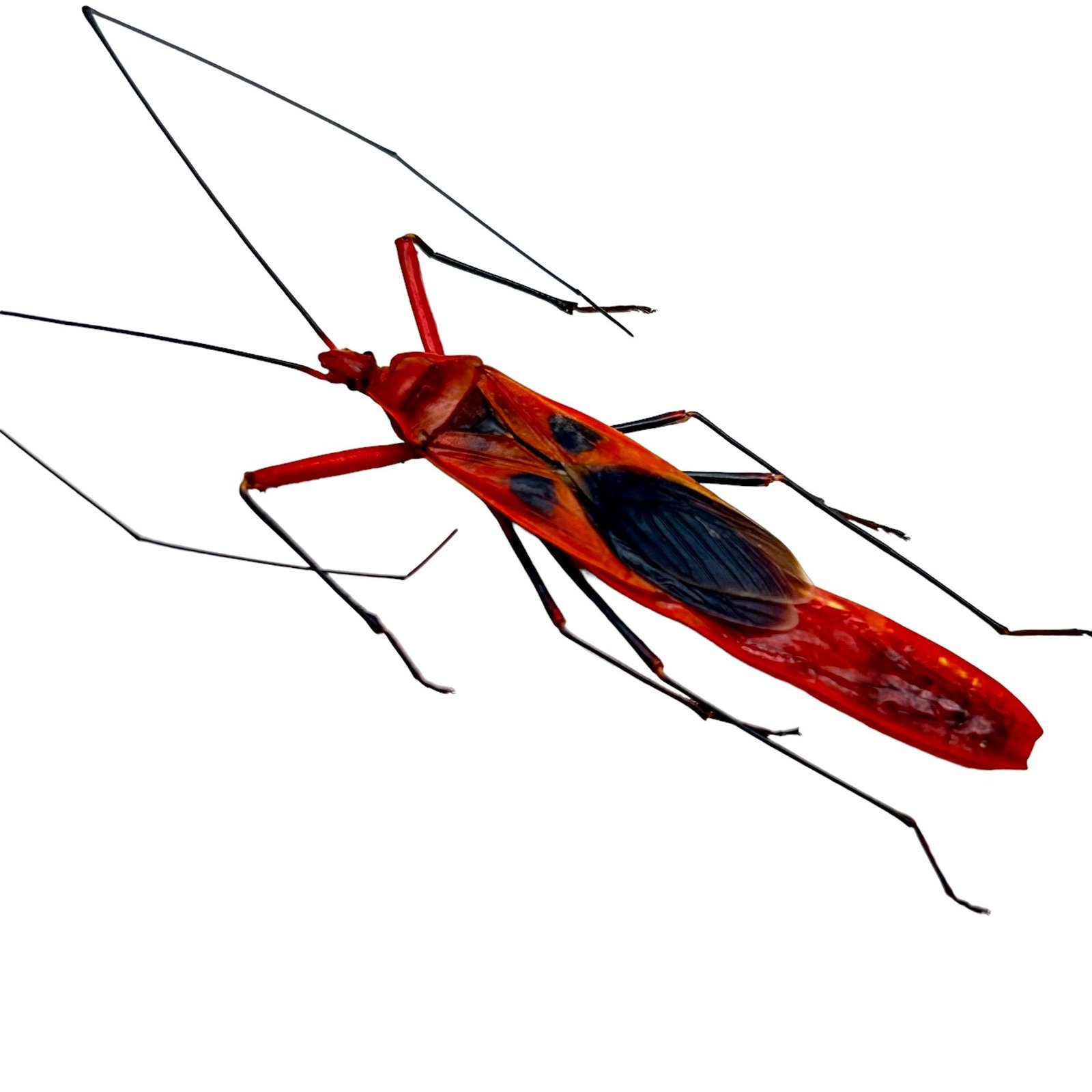 Red Ghoul Face Stink Bug (Lohita grandis)