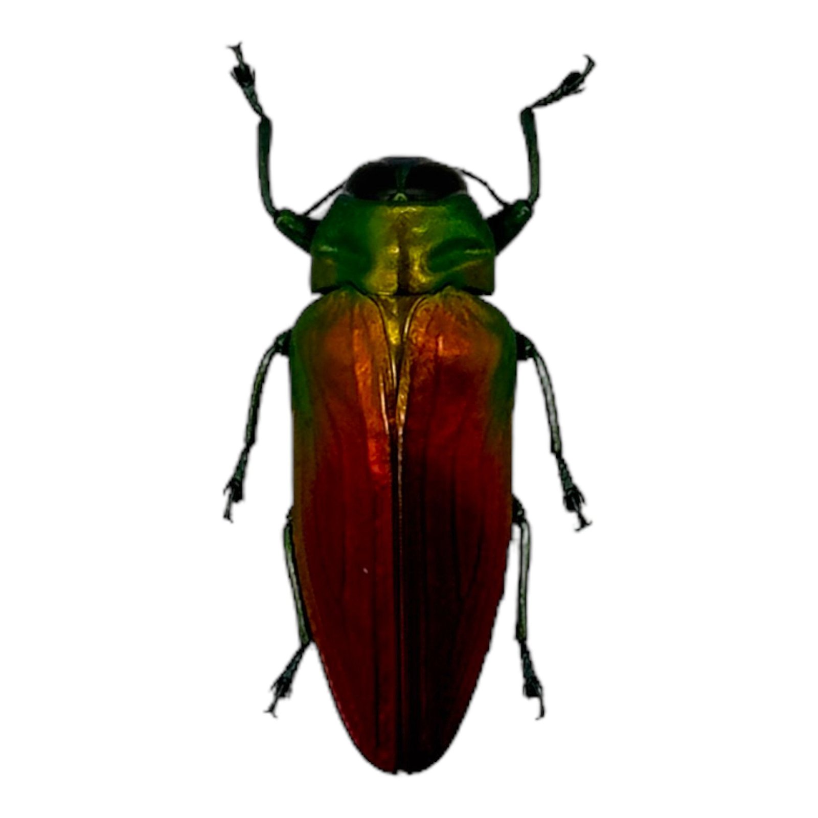 Red Green Metallic Jewel Beetle (Belionota sumptuosa)