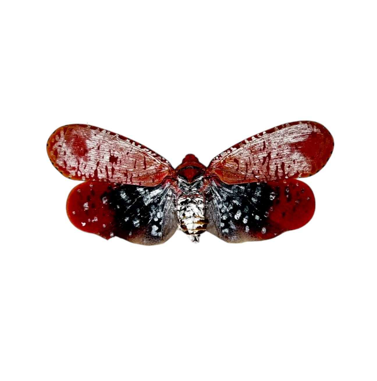 Red Spotted Lantern Fly (Aphaena submaculata)
