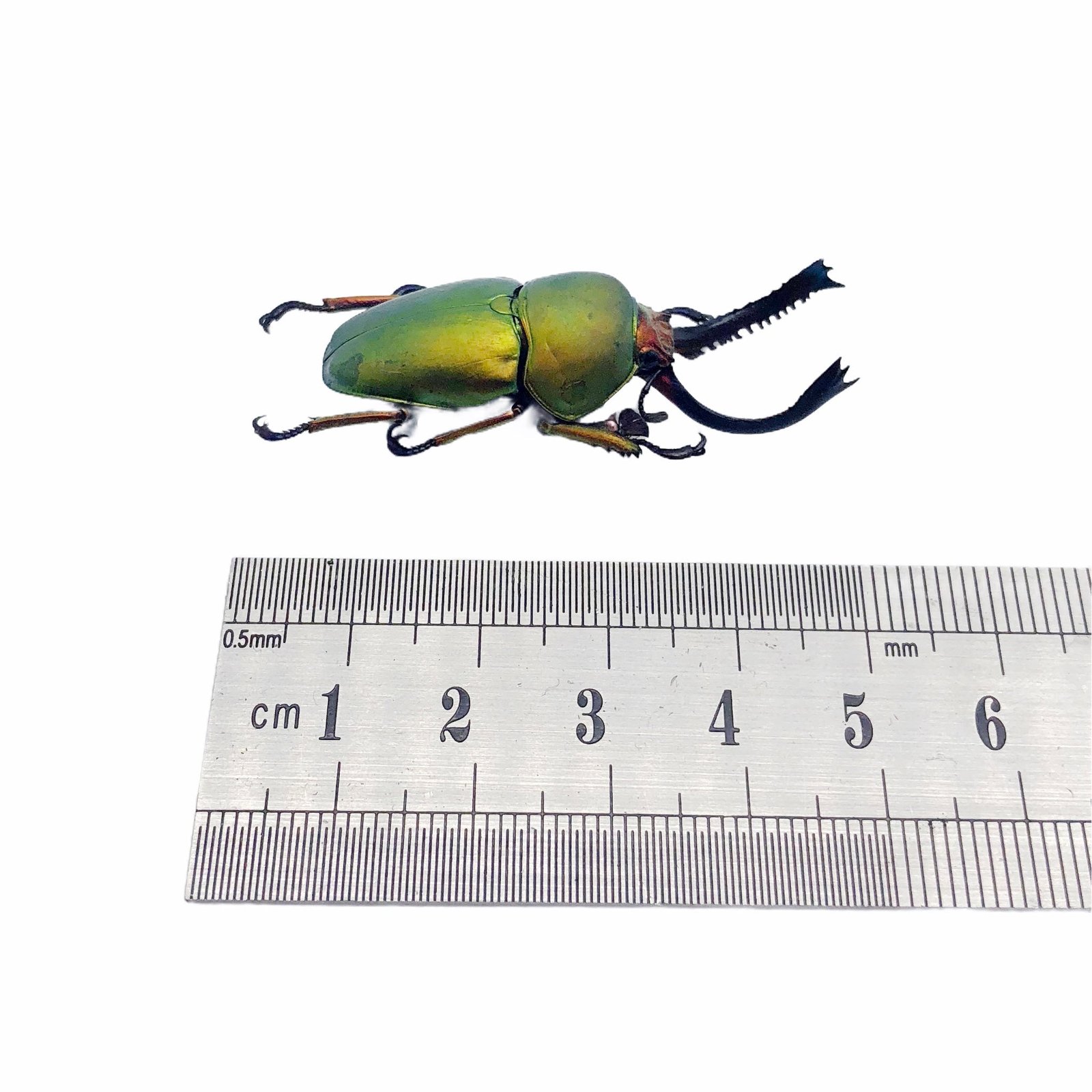 Saw Tooth Green Stag Beetle (lamprima adolphinae) (MALE)