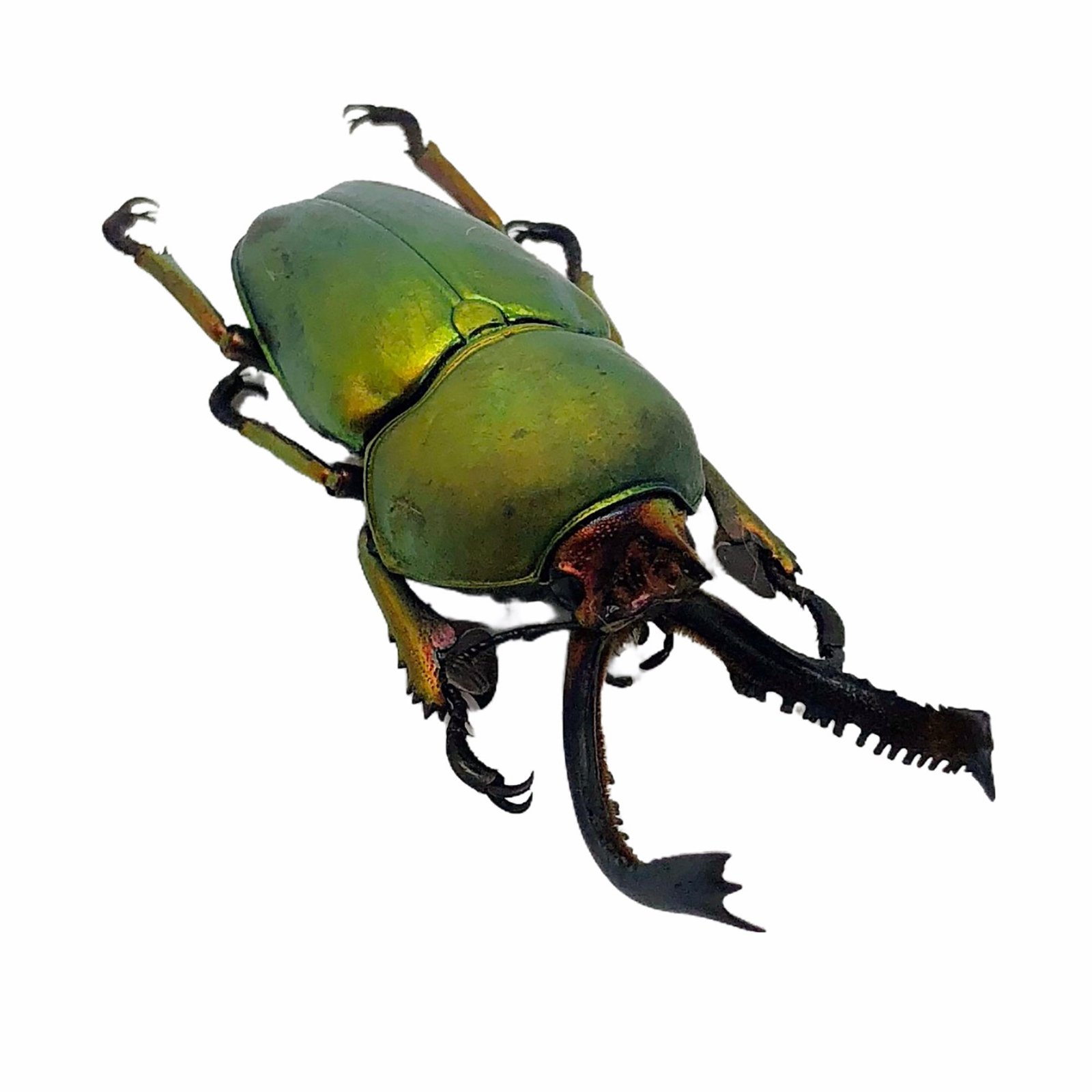 Saw Tooth Green Stag Beetle (lamprima adolphinae) (MALE)