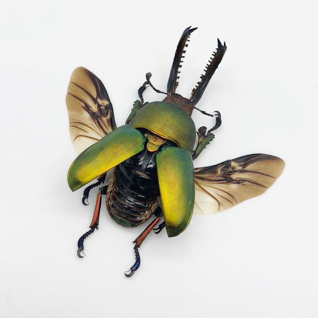 Saw Tooth Green Stag Beetle (lamprima adolphinae) (SPREAD) (LARGE)