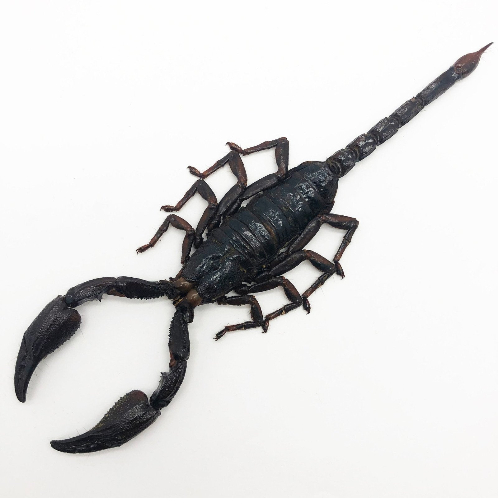 Giant Forest Scorpion Heterometrus longimanus Taxidermy A1 Quality ...
