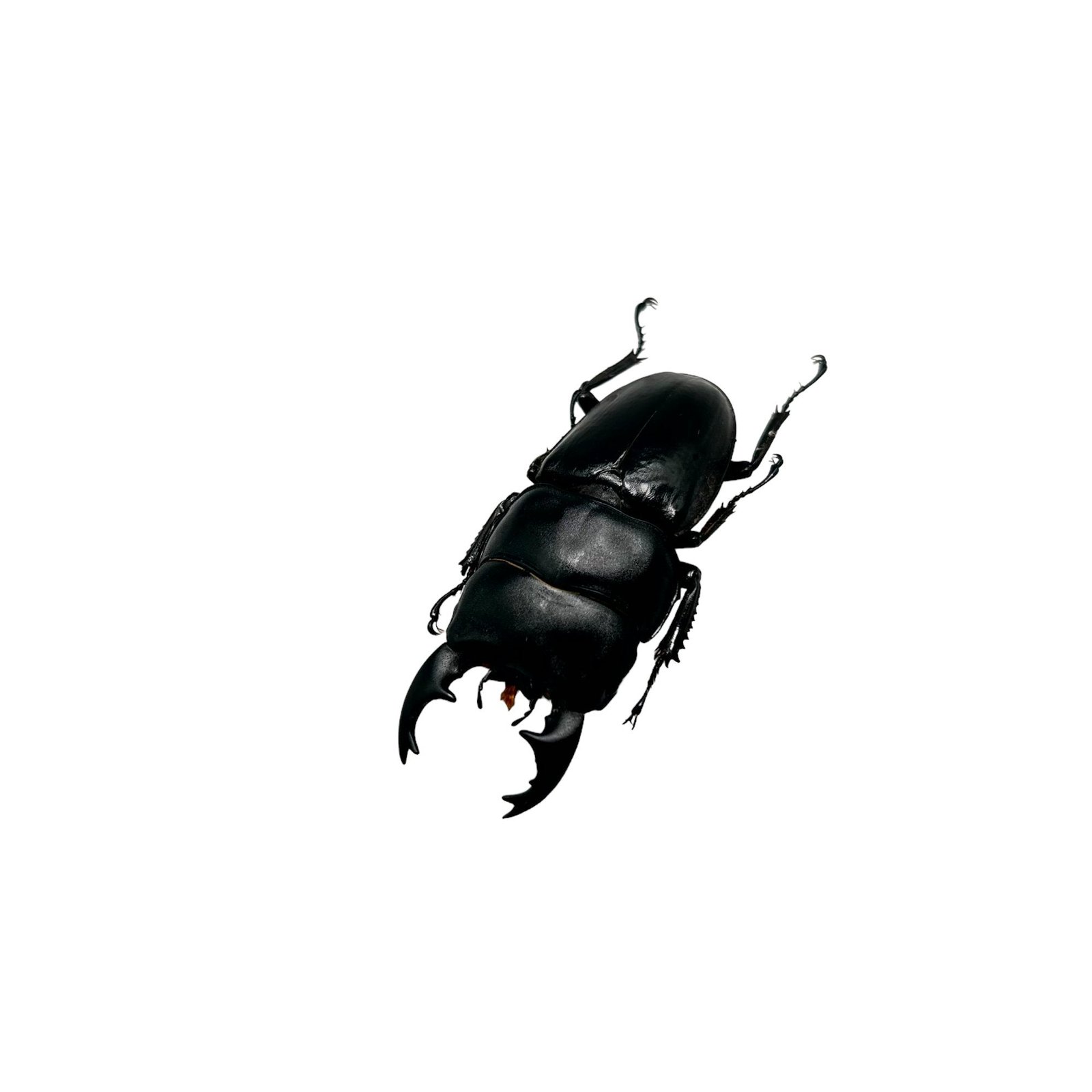 Short Horn Stag Beetle (Dorcus alcides)