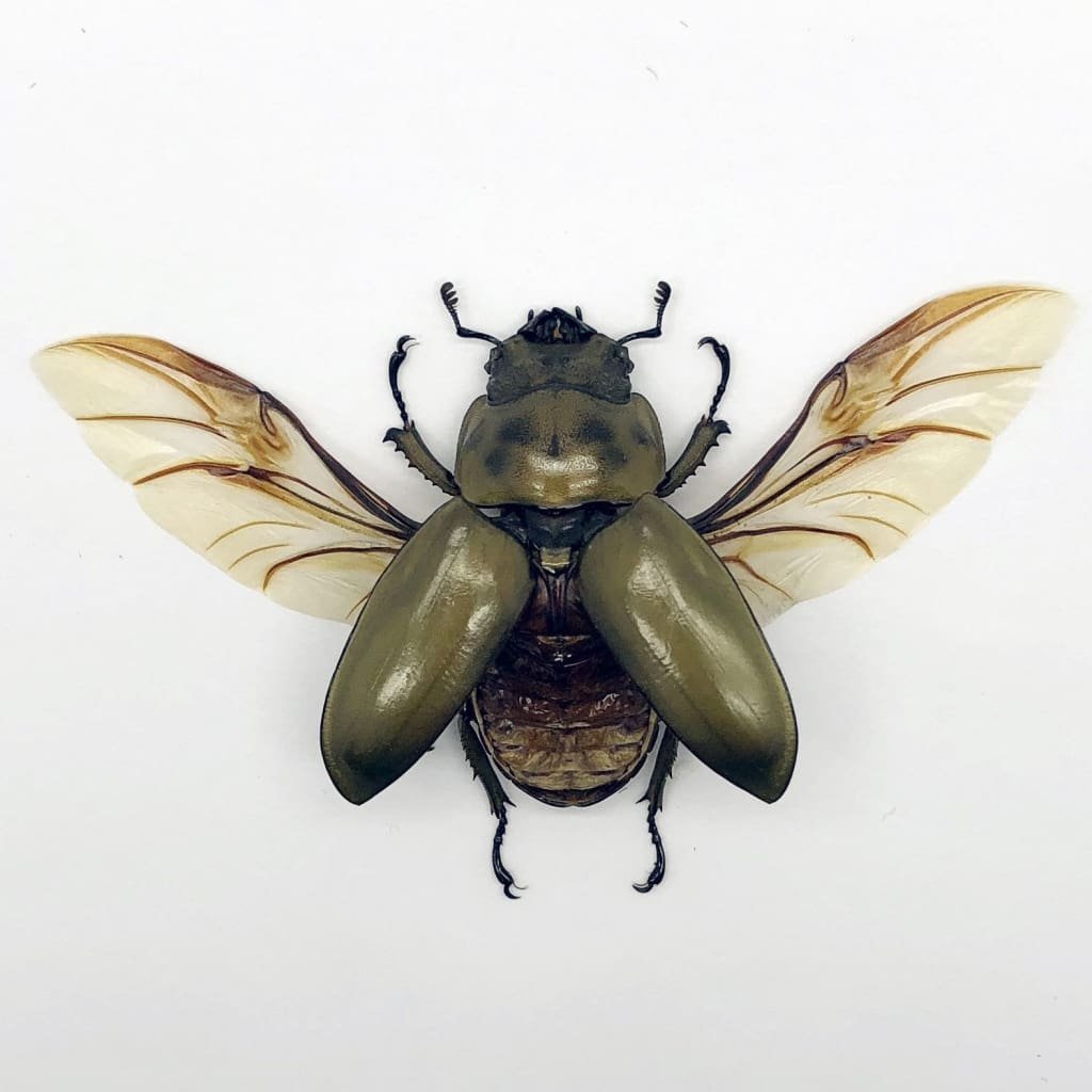 (Spread) Bronze Golden Beetle Allotopus rosenbergi Insect
