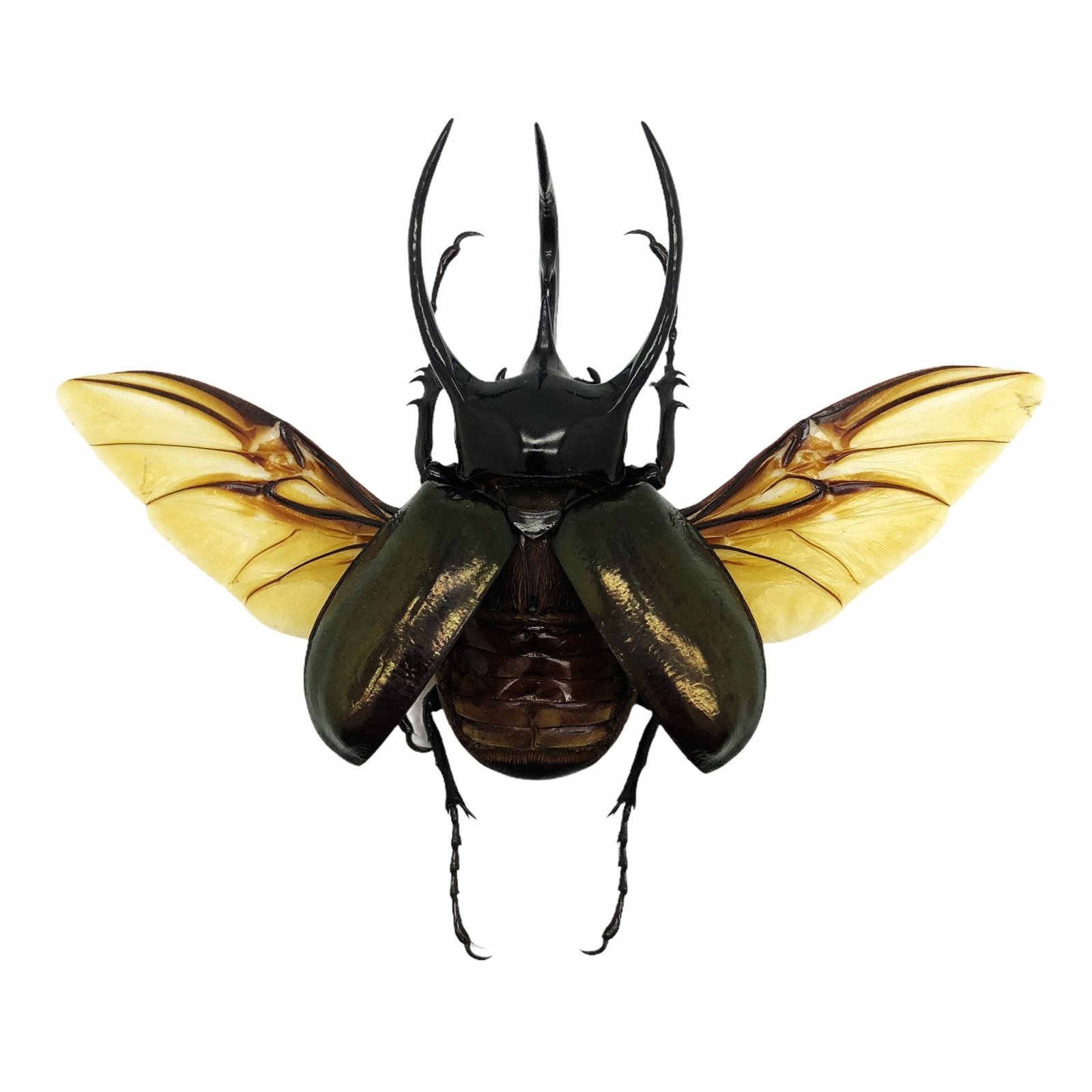 (Spread) Huge Atlas Beetle Chalcosoma chiron Indonesian insect