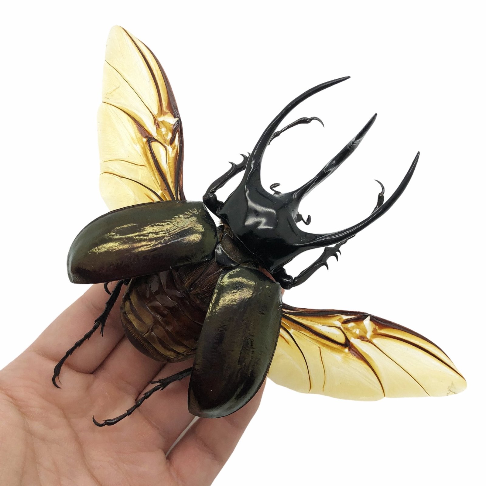 (Spread) Huge Atlas Beetle Chalcosoma chiron Indonesian insect