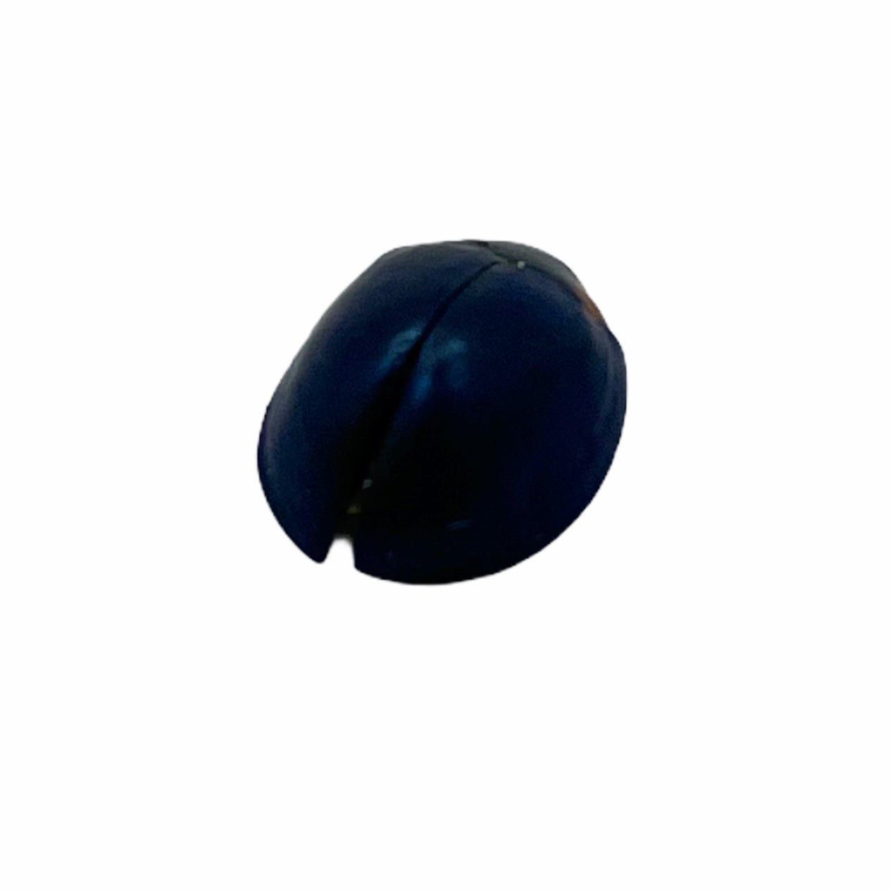 Steelblue Ladybird Bug (Halmus chalybeus) Bug