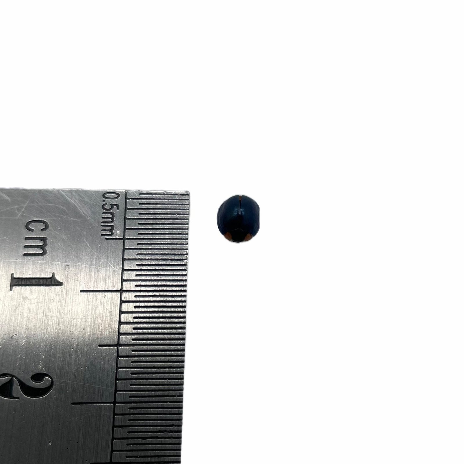 Steelblue Ladybird Bug (Halmus chalybeus) Bug