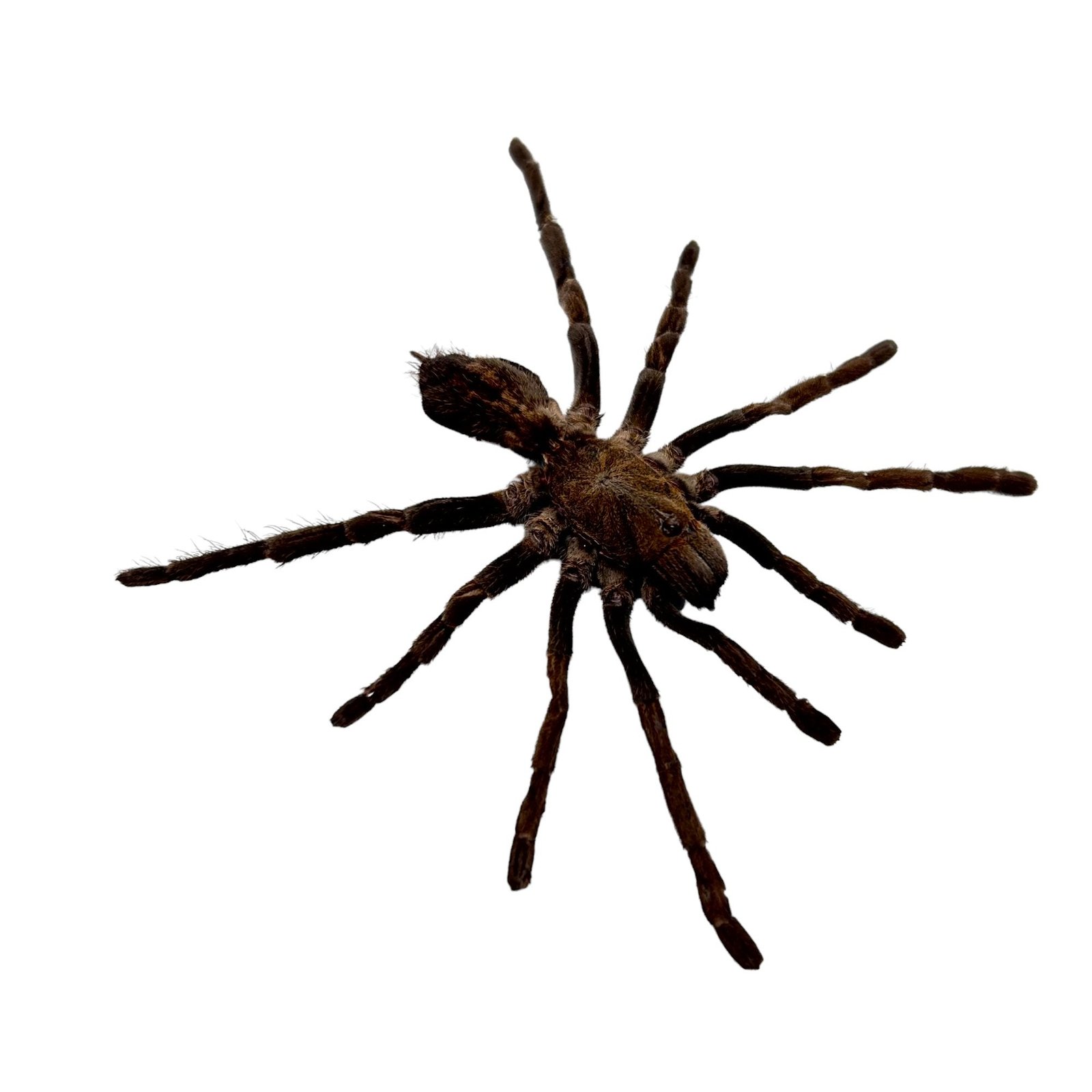 Sumatran-Tiger Tarantula Spider (Ornithoctoninae sp 'Veronica')