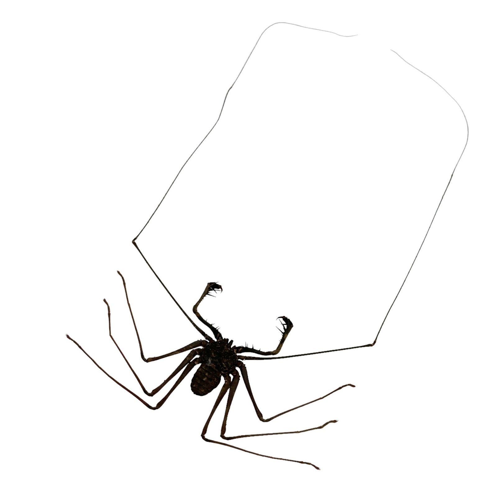 Tailless Whip Scorpion (Acanthophrynus coronatus) Specimen