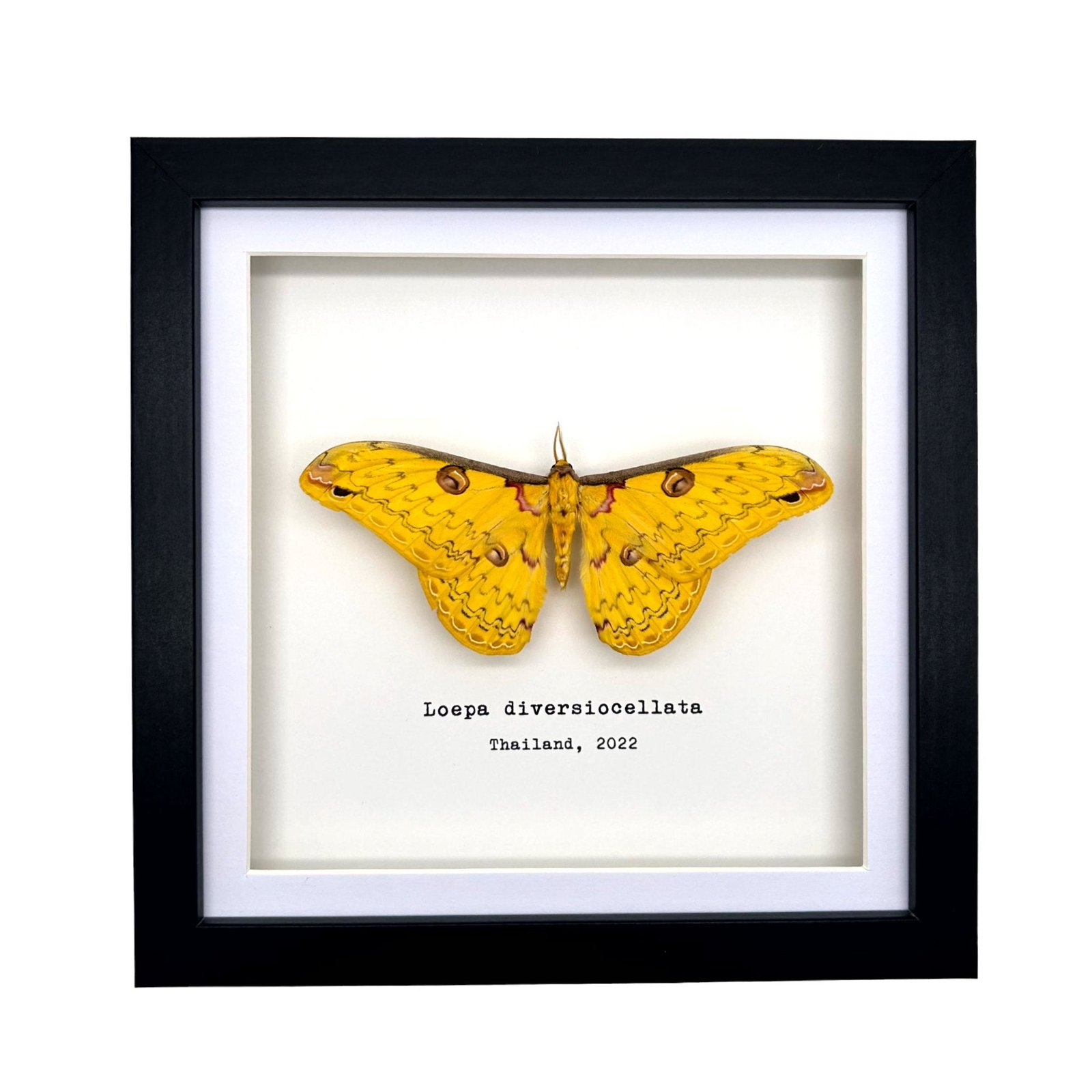 The Golden African Yellow Emperor Moth: A Comprehensive Guide – BLGQMG