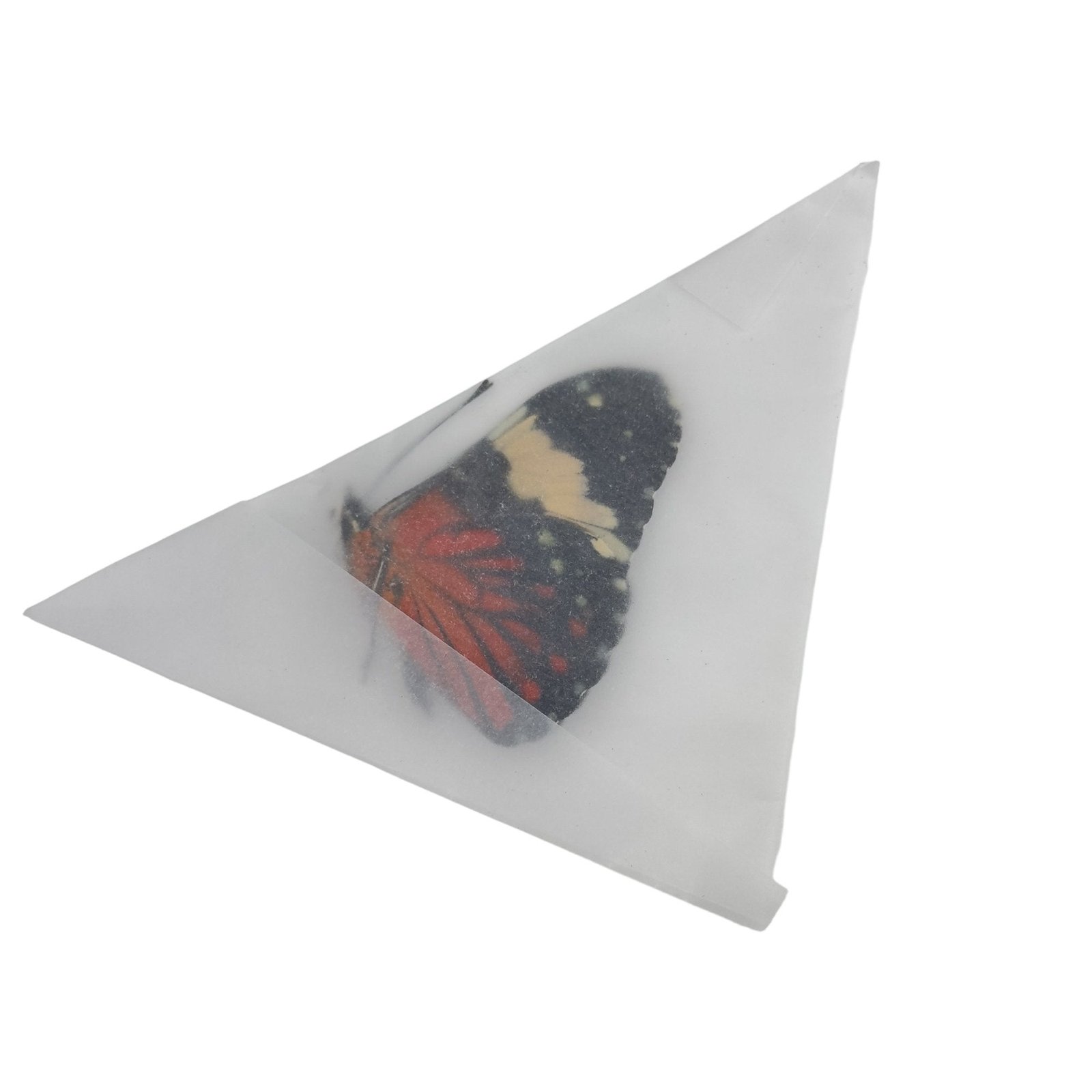 The Red Cracker Butterfly (Hamadryas amphinome)