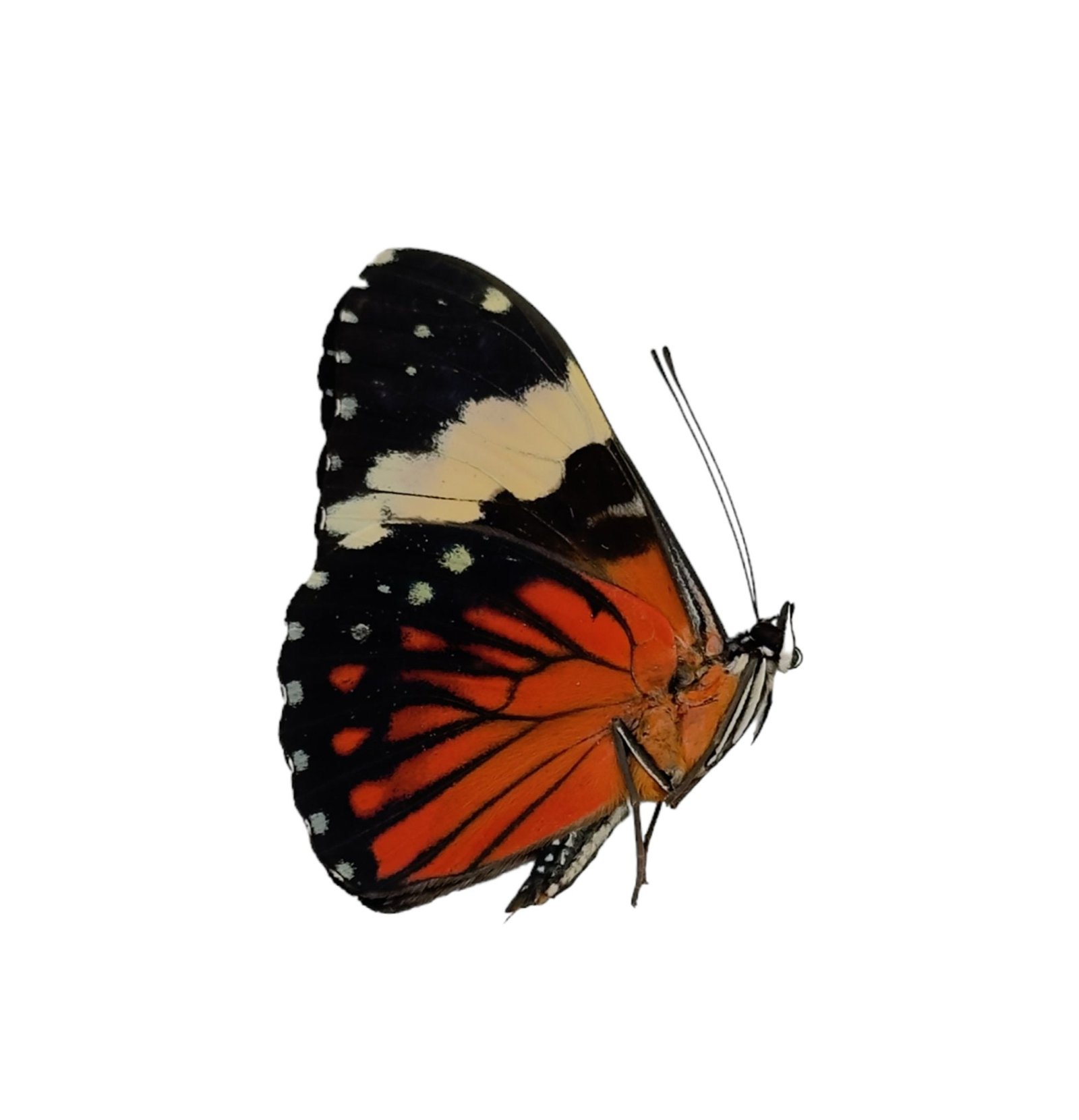 The Red Cracker Butterfly (Hamadryas amphinome)