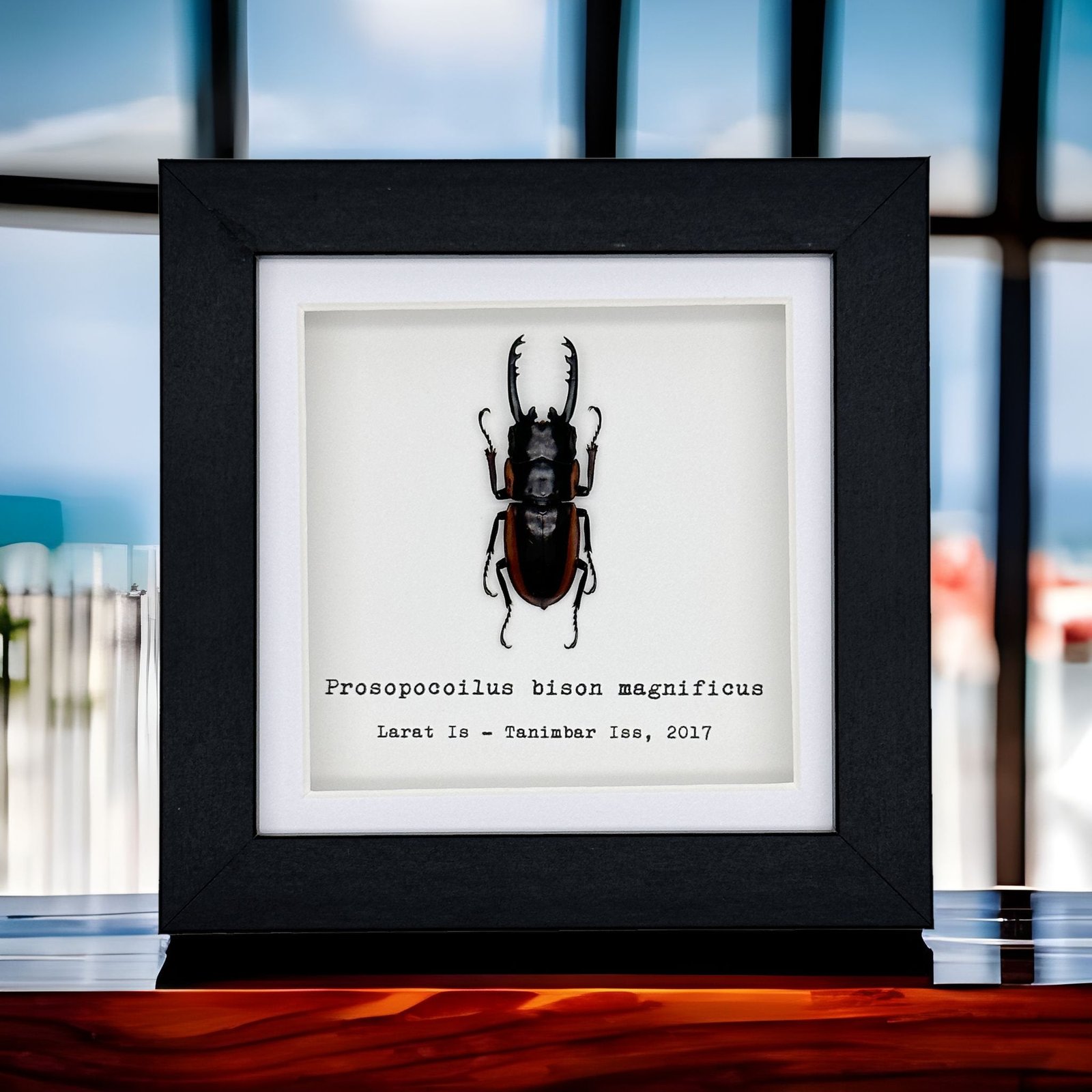 Two-Colour Longjaw Beetle (Prosopocoilus bison magnificus) Framed Specimen