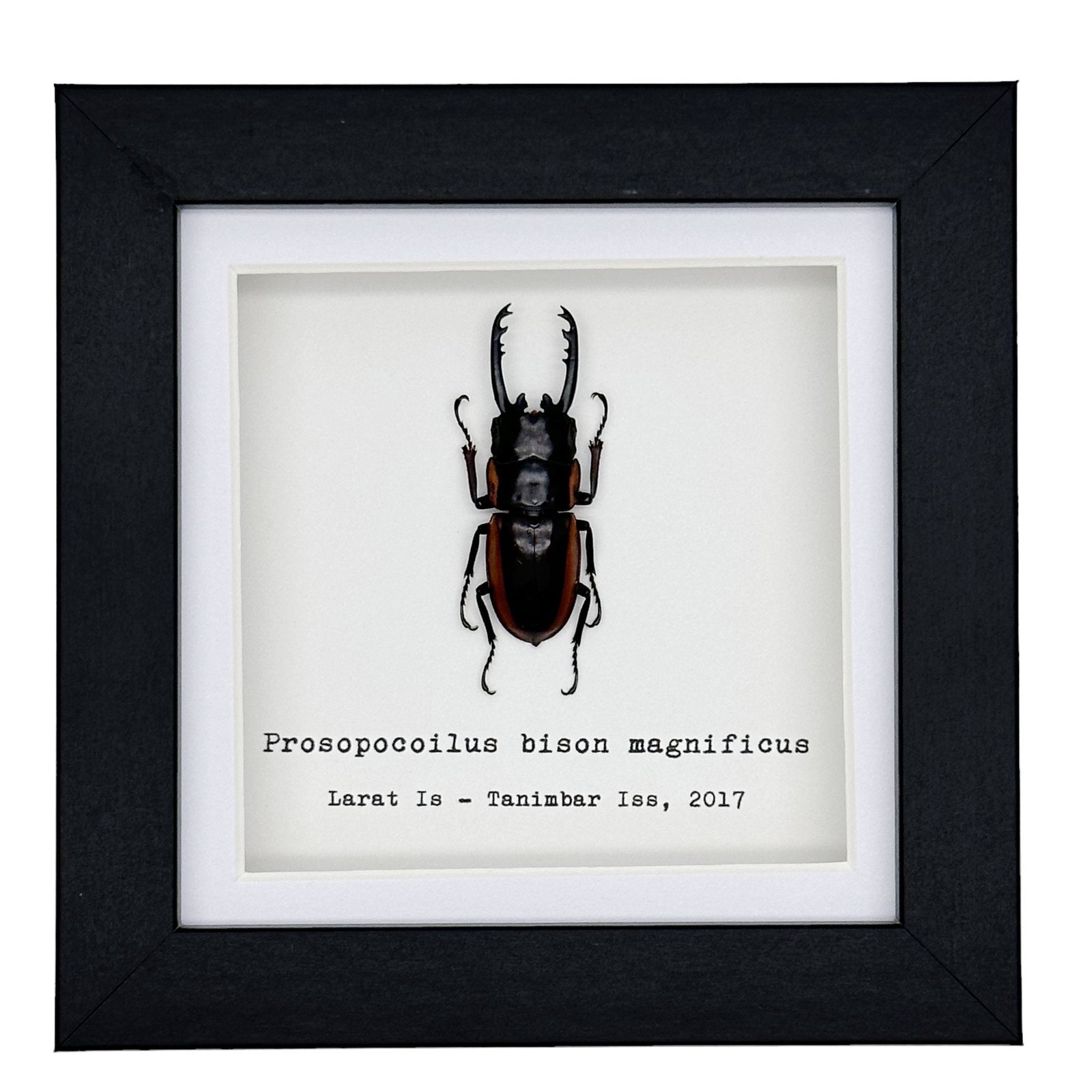 Two-Colour Longjaw Beetle (Prosopocoilus bison magnificus) Framed Specimen
