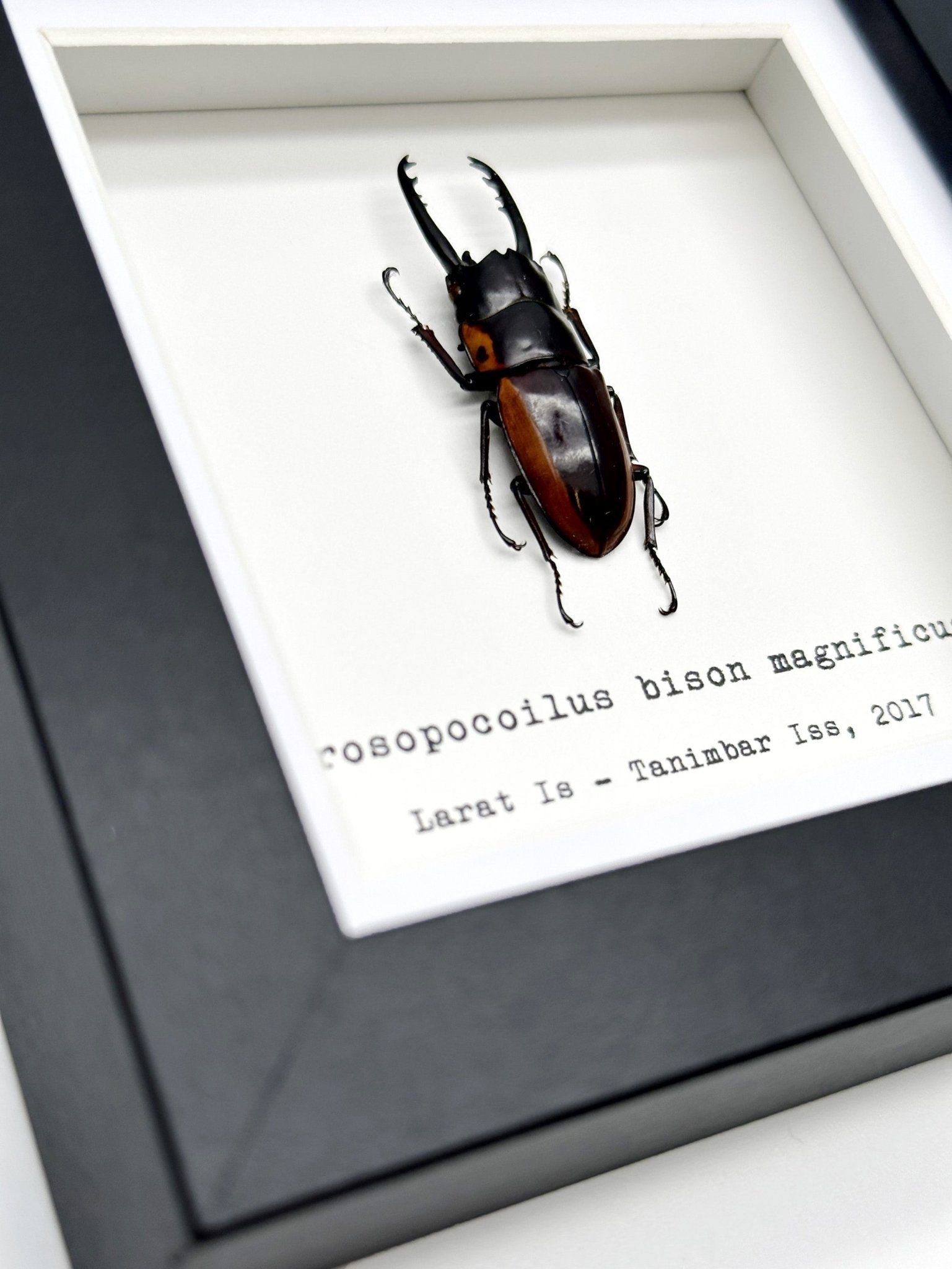 Two-Colour Longjaw Beetle (Prosopocoilus bison magnificus) Framed Specimen