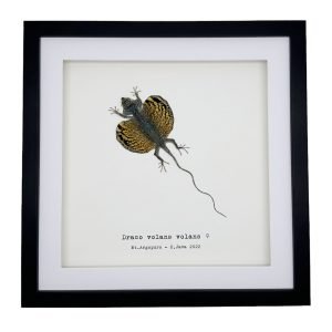 Yellow Draco Flying Lizard (Draco volans volans) Framed Specimen