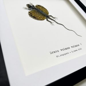 Yellow Draco Flying Lizard (Draco volans volans) Framed Specimen