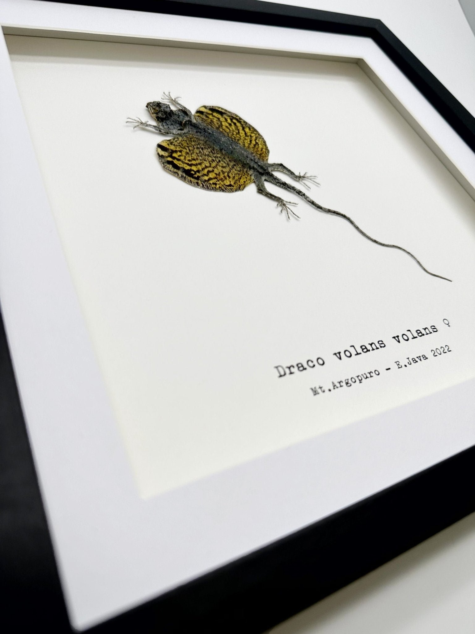 Yellow Draco Flying Lizard (Draco volans volans) Framed Specimen