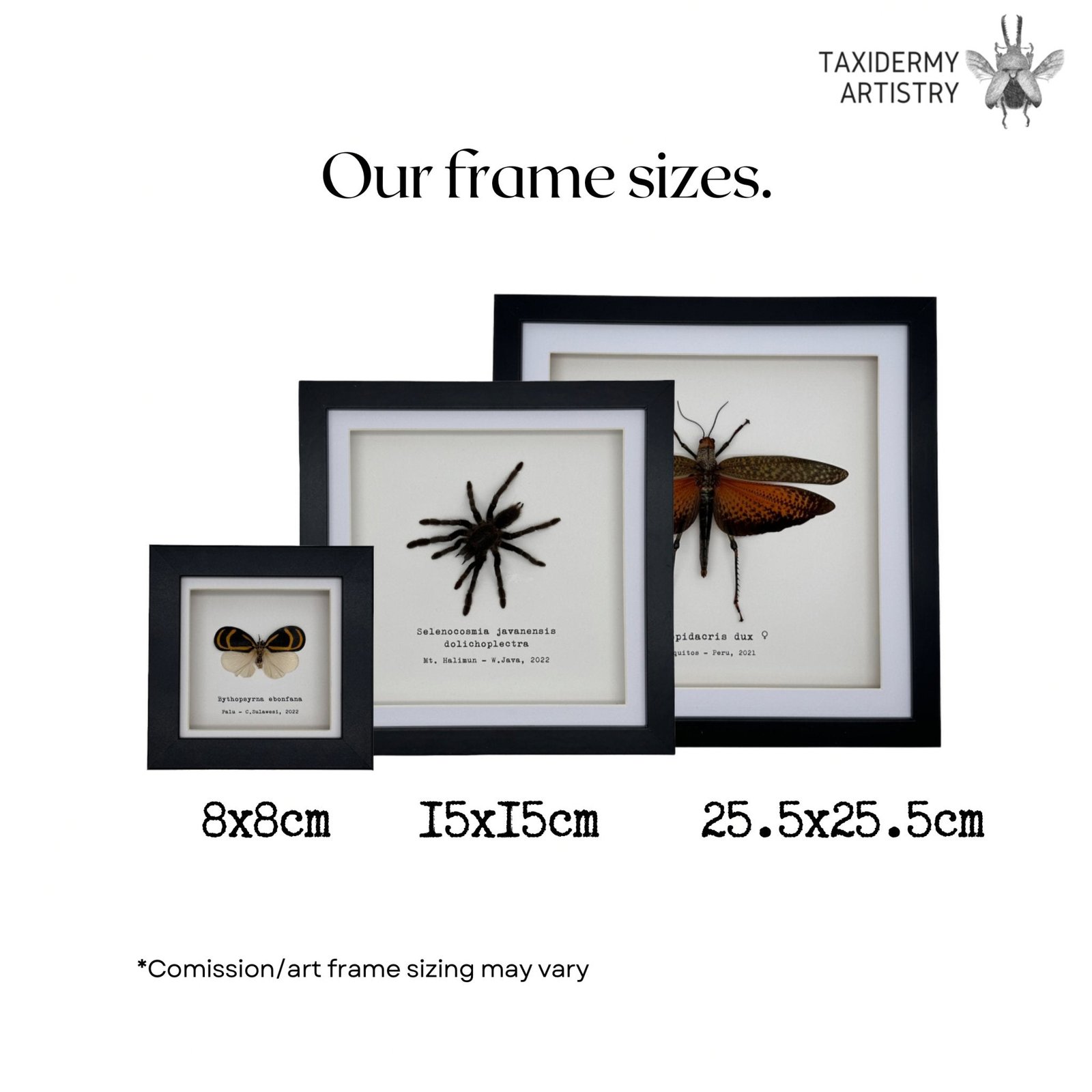 Yellow Draco Flying Lizard (Draco volans volans) Framed Specimen