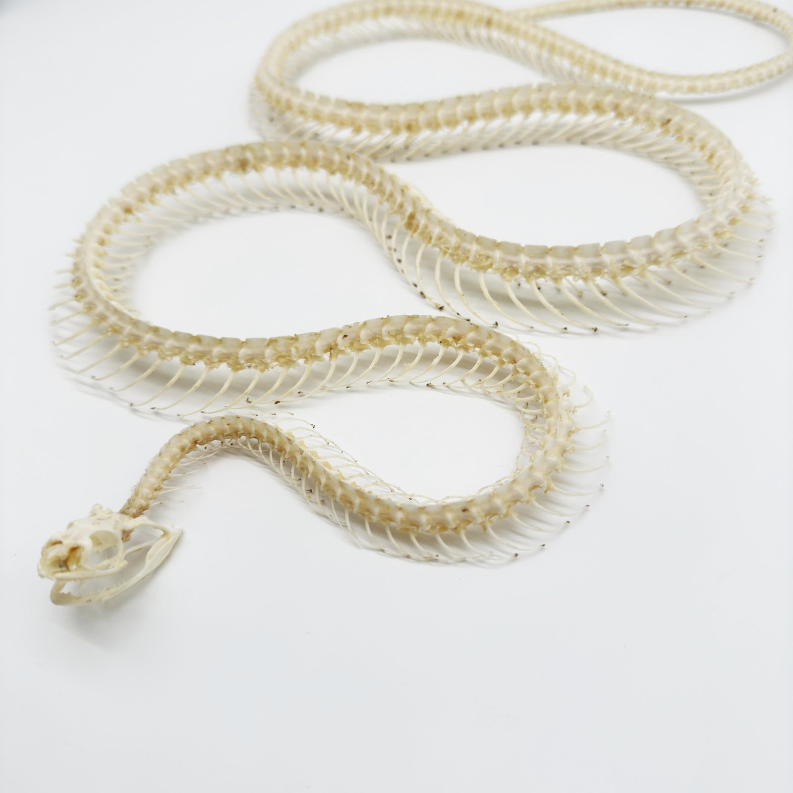 Chinese Rat Snake Curved Skeleton (Ptyas korros) Osteological