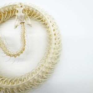 Chinese Rat Snake Full Skeleton (Ptyas korros) Osteological Specimen