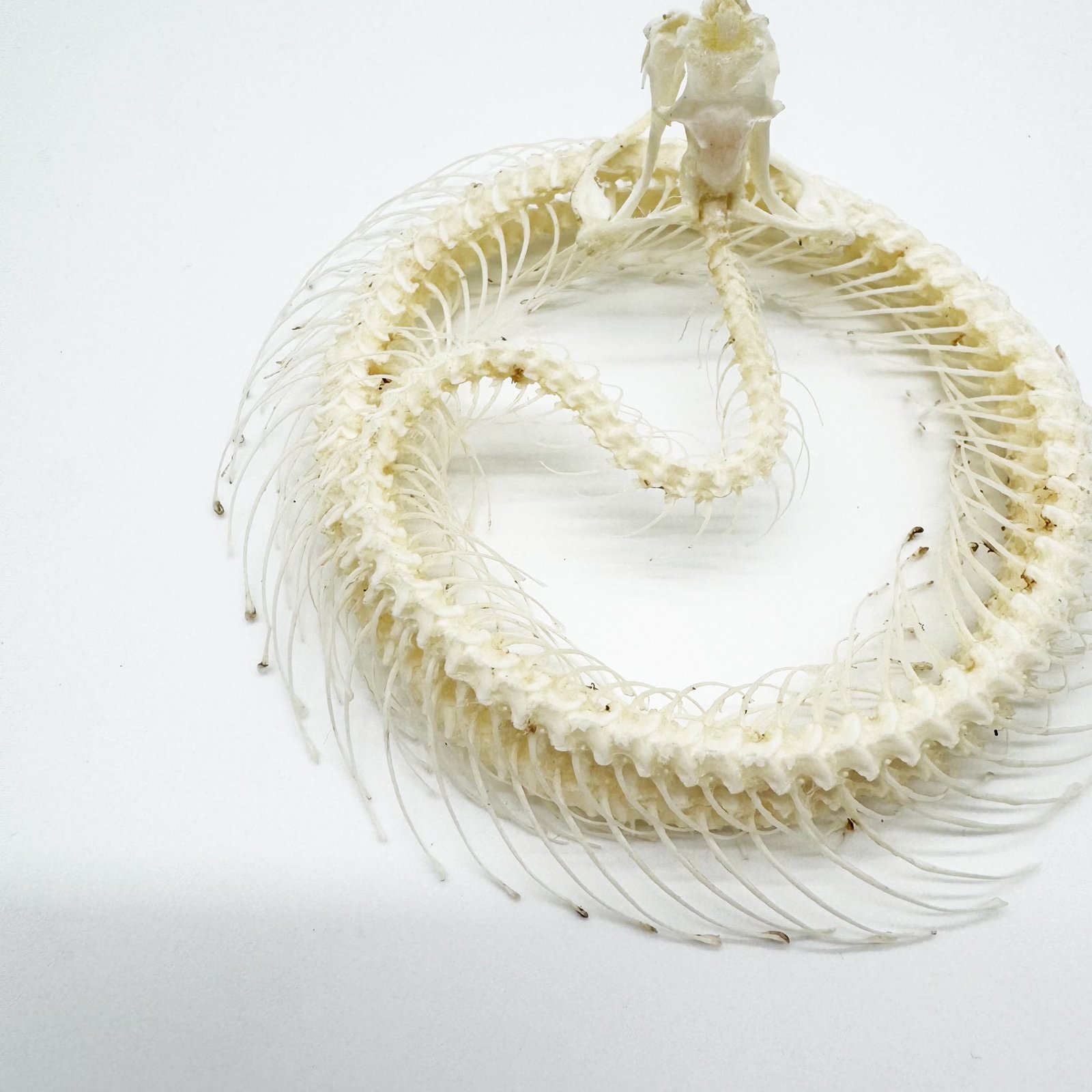Coiled White-Lipped Pit Viper Full Skeleton (Trimeresurus albolabris ...