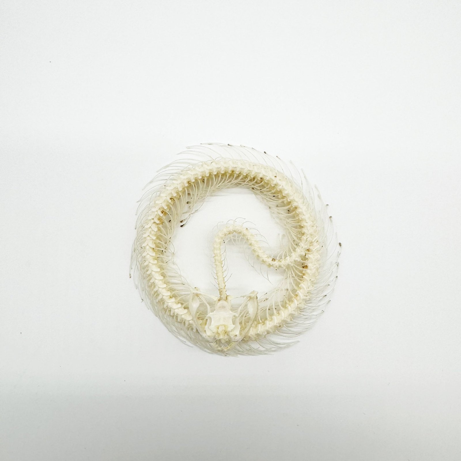 Coiled White-Lipped Pit Viper Full Skeleton (Trimeresurus albolabris ...
