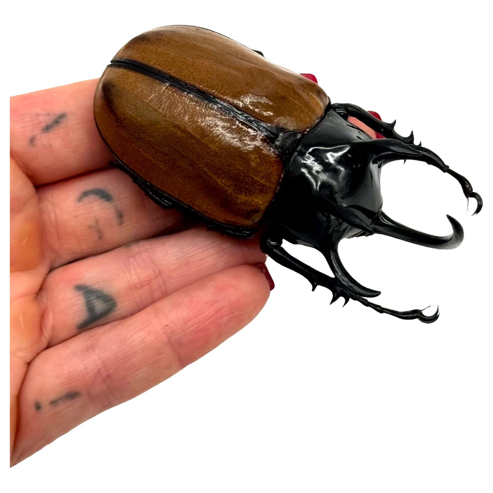 The Five-Horned Rhinoceros Beetle (Eupatorus gracilicornis)