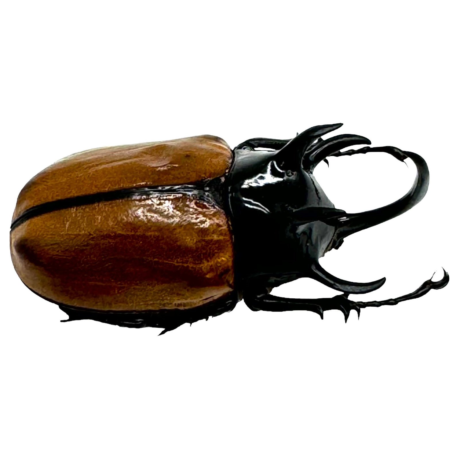 The Five-Horned Rhinoceros Beetle (Eupatorus gracilicornis)