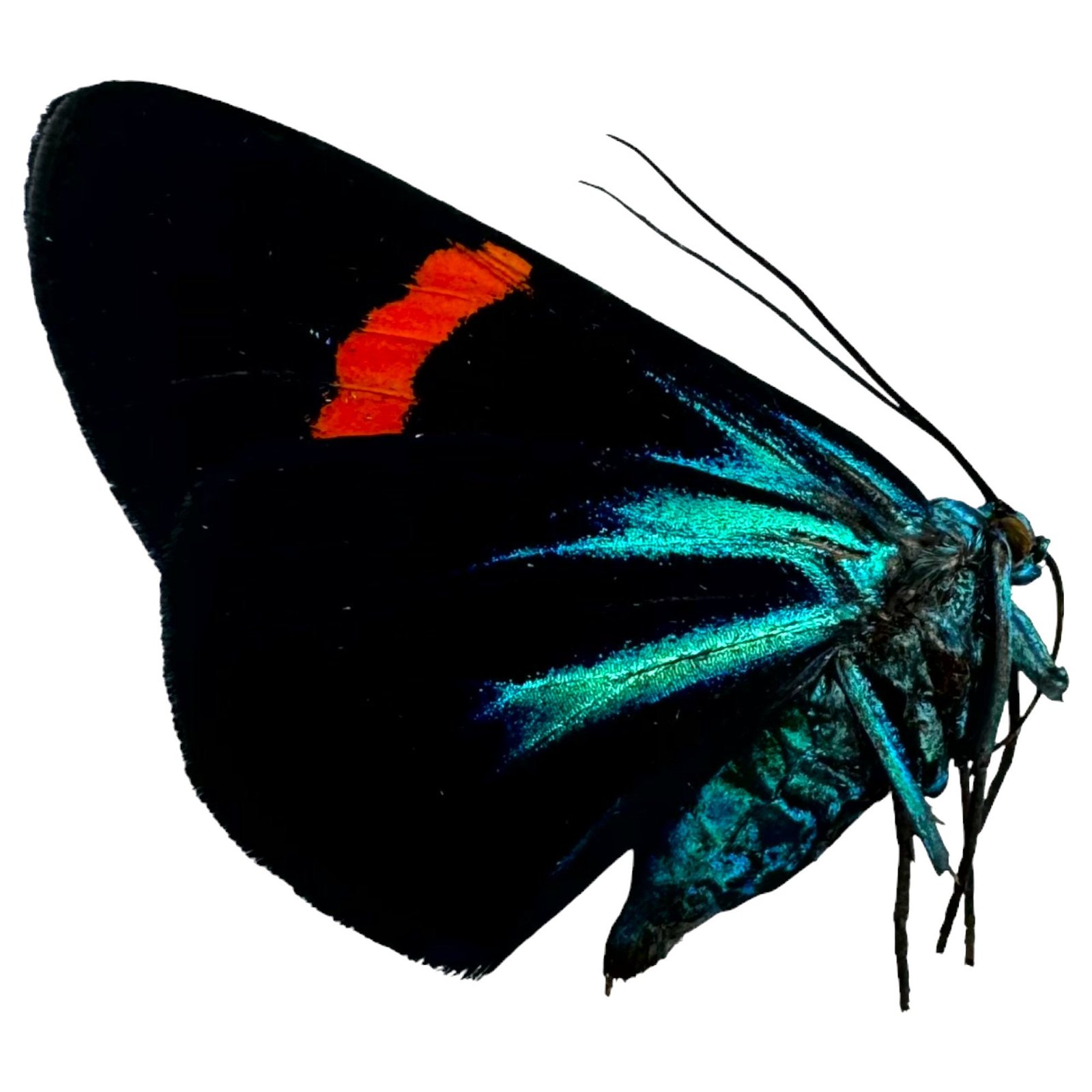 The Vibrant Day Moth Female (Milionia stueningi)