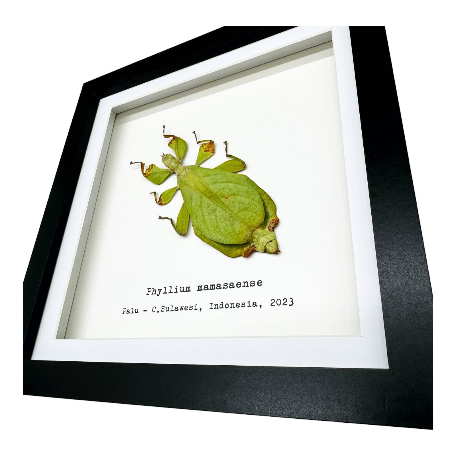 Rusty Green Leaf Insect Frame (Phyllium mamasaense)