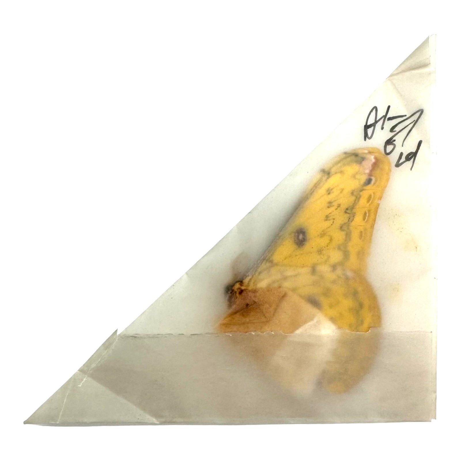 The Golden Emperor Moth (Loepa diversiocellata)