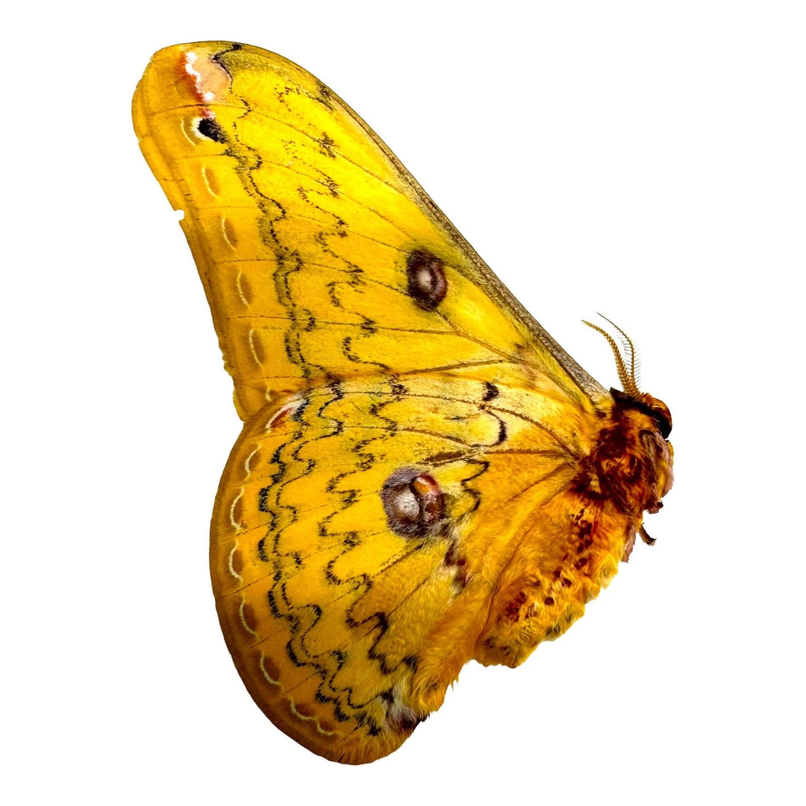 The Golden Emperor Moth (Loepa diversiocellata)