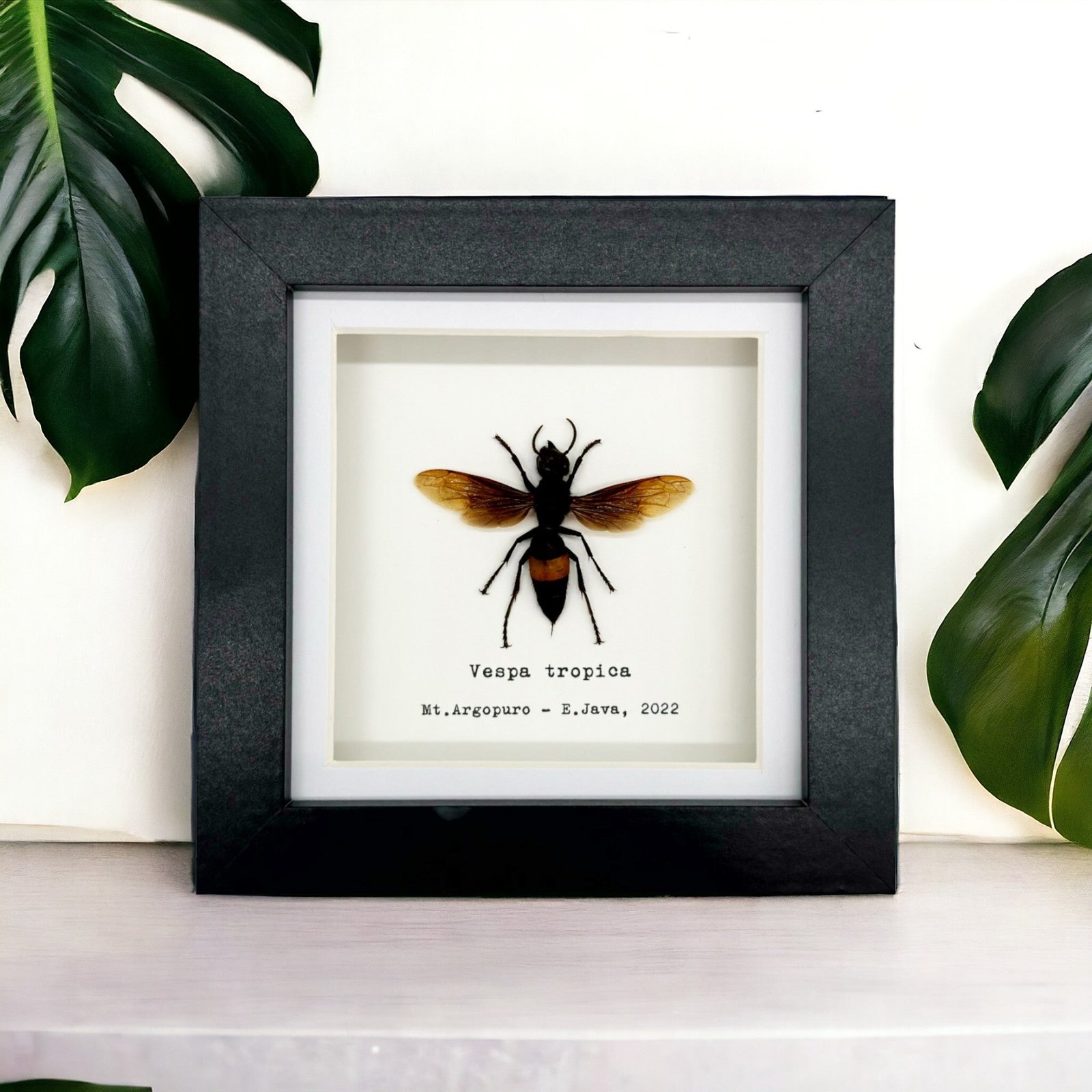 The Greater Banded Tiger Hornet Frame (Vespa tropica)