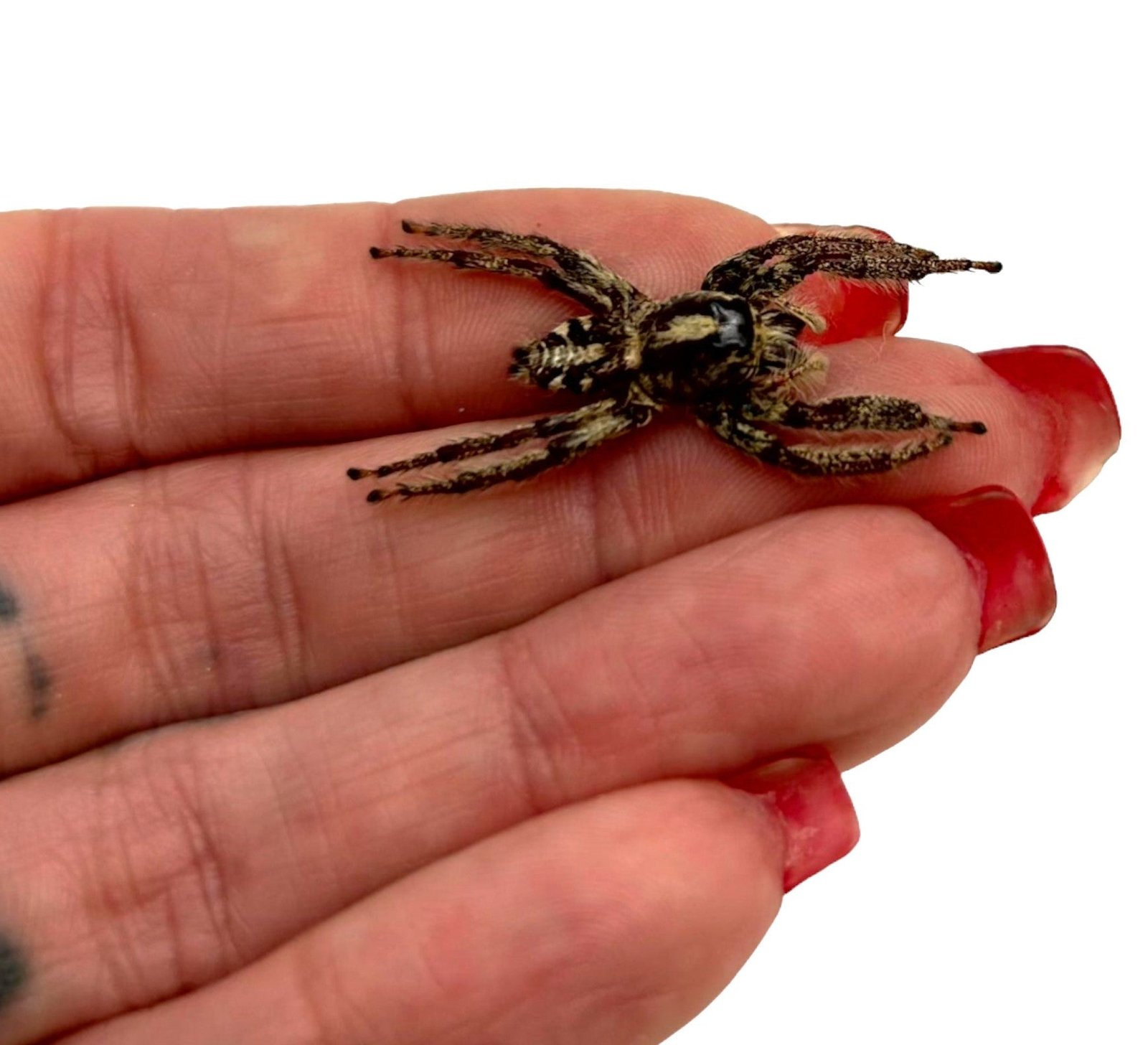 Giant Jumping Spider Female (Hyllus giganteus)