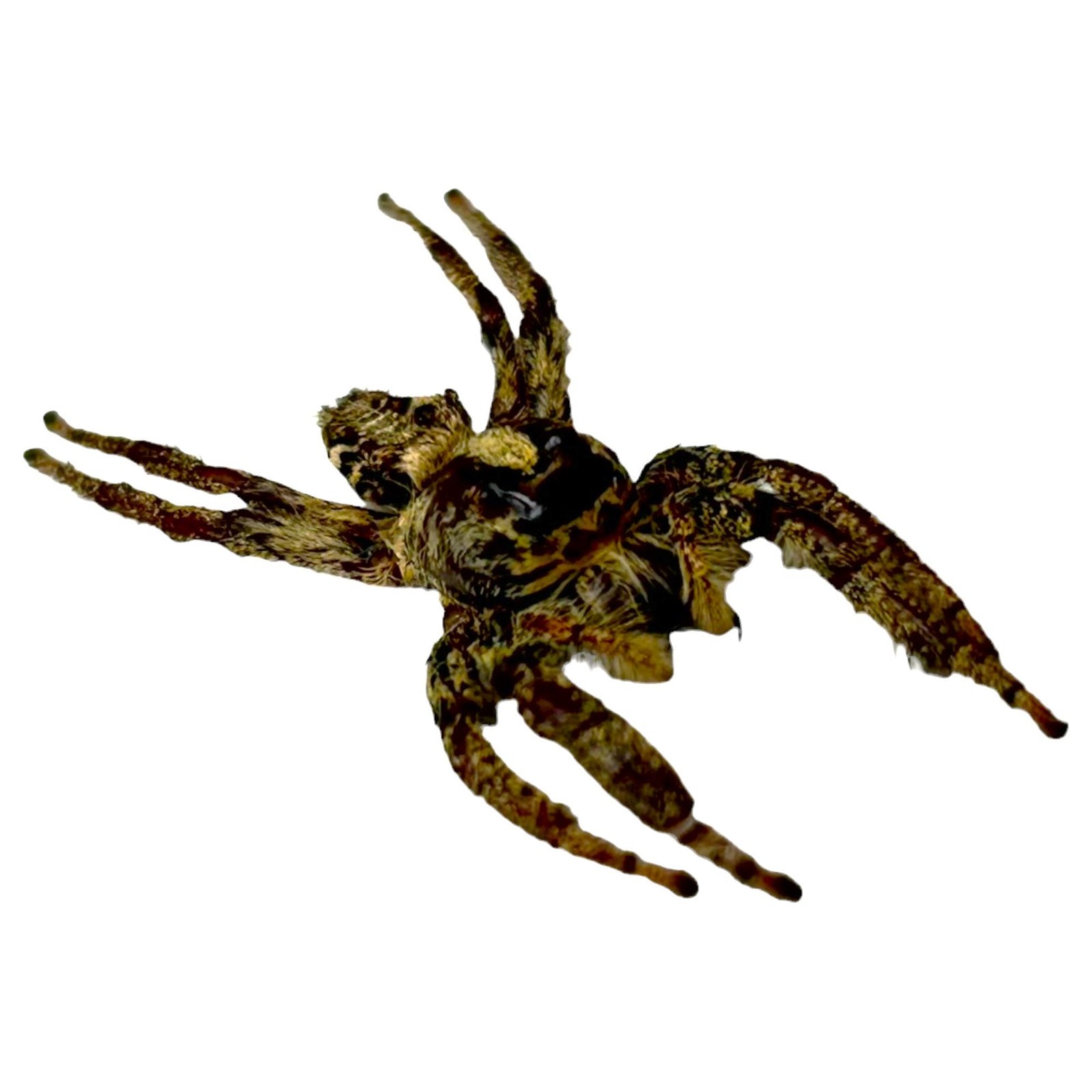 Giant Jumping Spider Female (Hyllus giganteus)